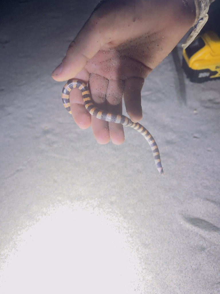 Savage's Sand Snake from Jacques Cousteau Island, La Paz, BCS, MX on ...