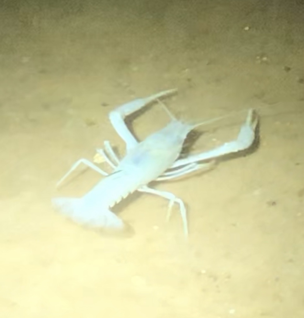 Alachua Light Fleeing Cave Crayfish in October 2022 by rain_ · iNaturalist