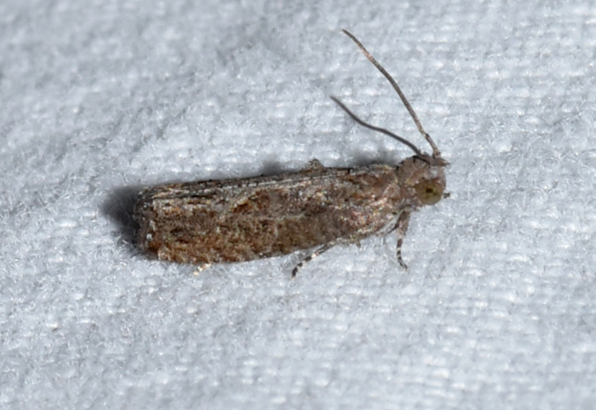 Bayberry Leaftier Moth from Jackson County, MS, USA on September 24 ...