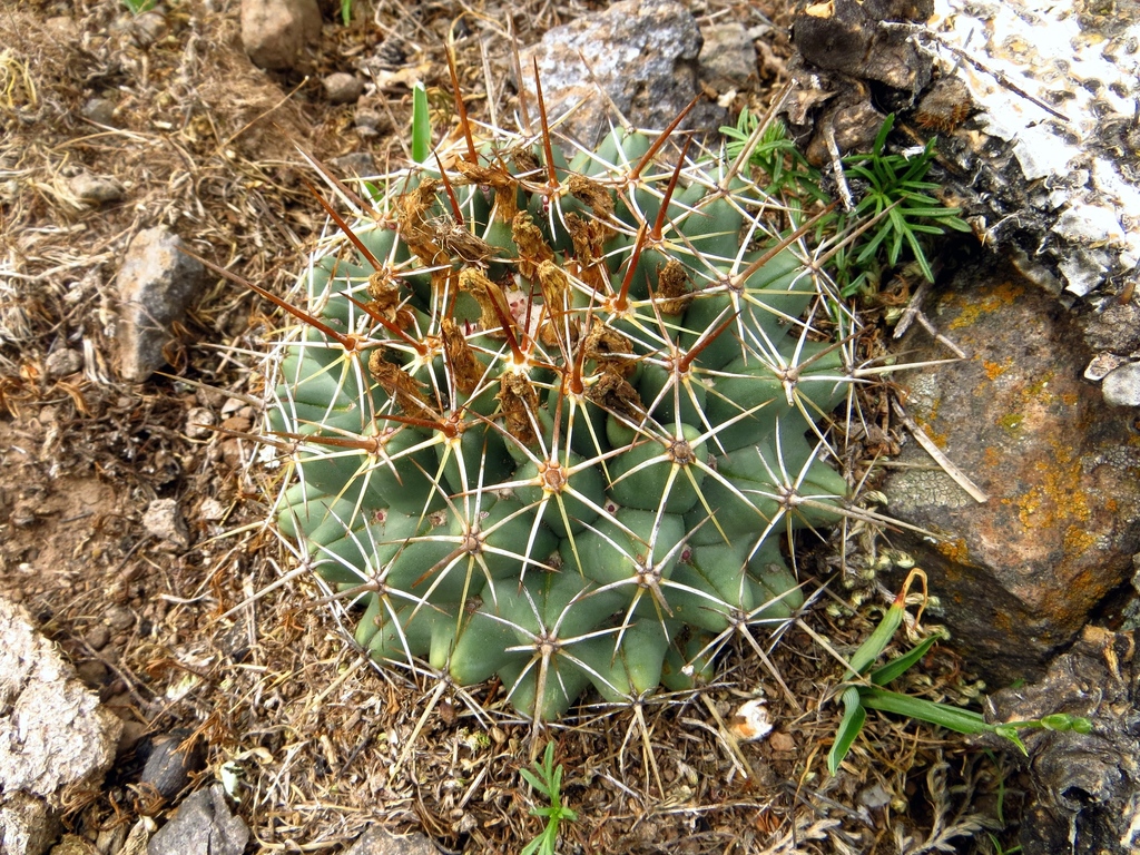 Coryphantha clavata clavata from Cadereyta de Montes, Qro., México on ...