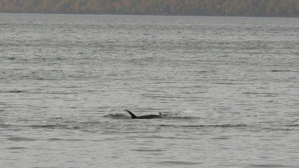 Atlantic Bluefin Tuna in October 2022 by Tom Clenche. at least Two Tuna ...