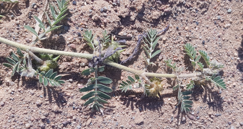 puncture vine from Tsogt-Ovoo, Mongolia on September 6, 2022 at 10:49 ...