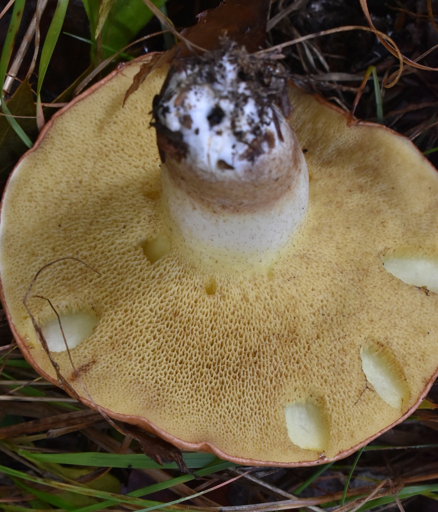 Slippery Jacks from Somerville ME USA on October 15, 2022 at 12:17 PM ...