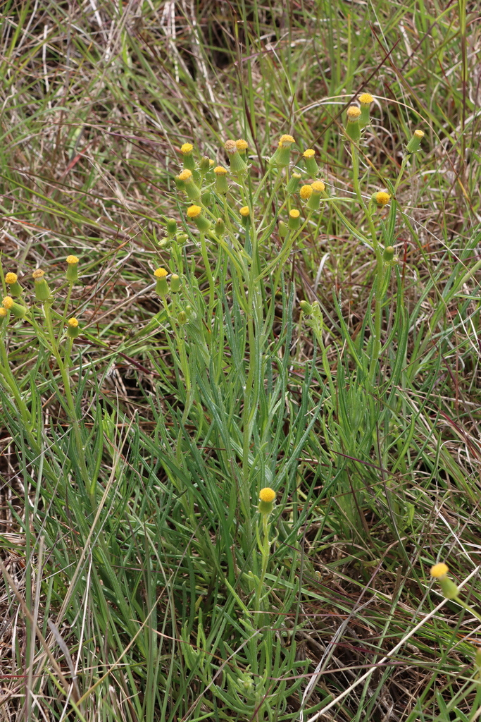 fluffy groundsel from Melbourne VIC, Australia on October 18, 2022 at ...