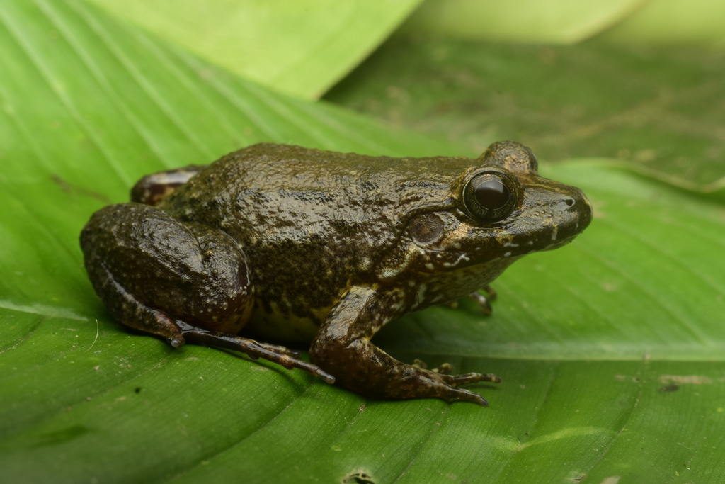Sabinal Frog from Litoral Del Bajo San Juan, Chocó, Colombia on ...