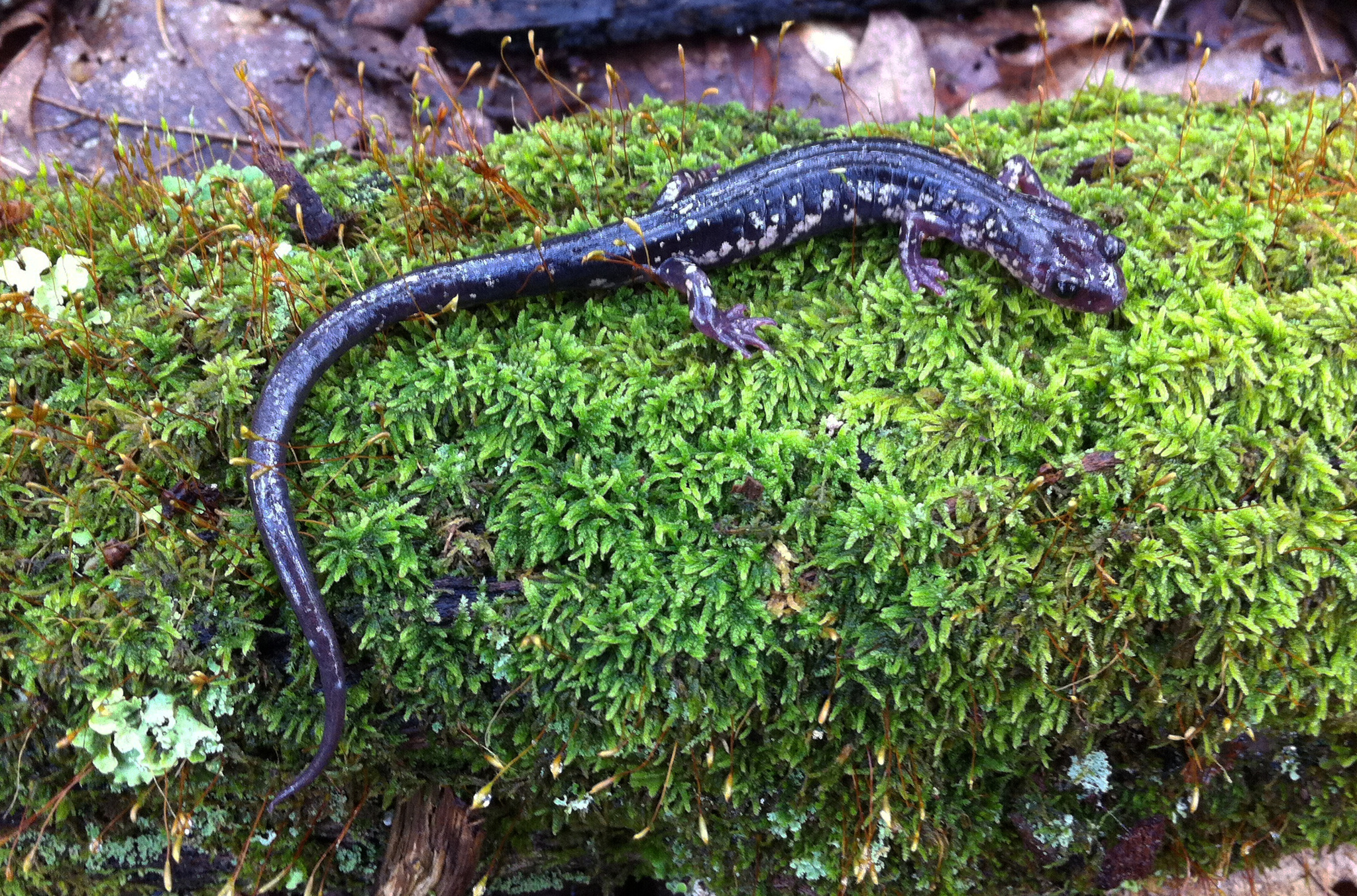 Plethodon punctatus Highton, 1972