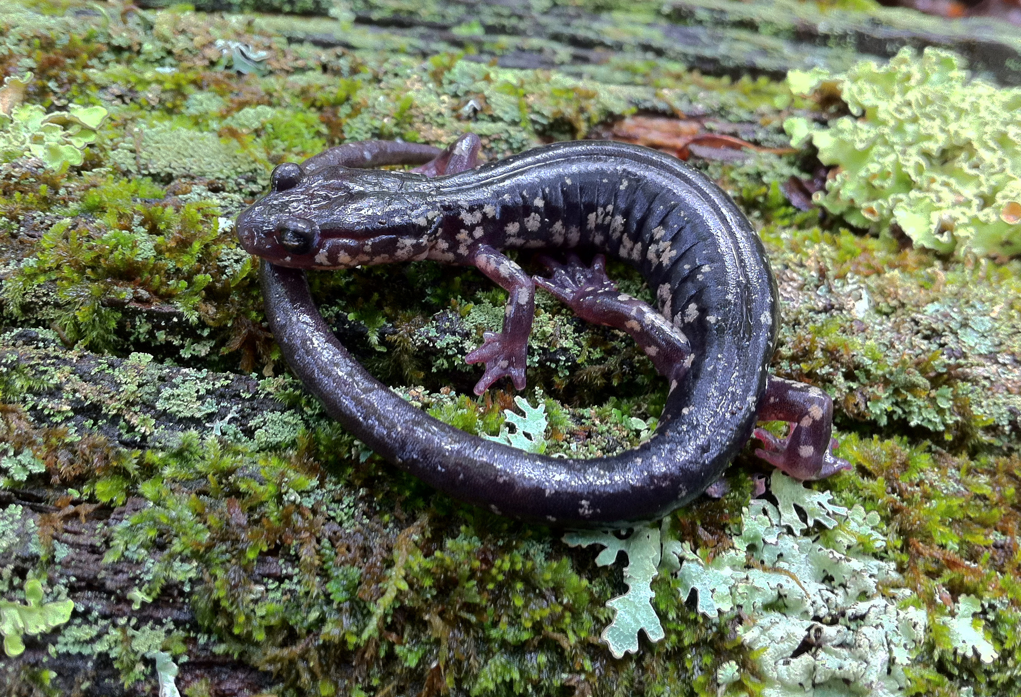 Plethodon punctatus Highton, 1972