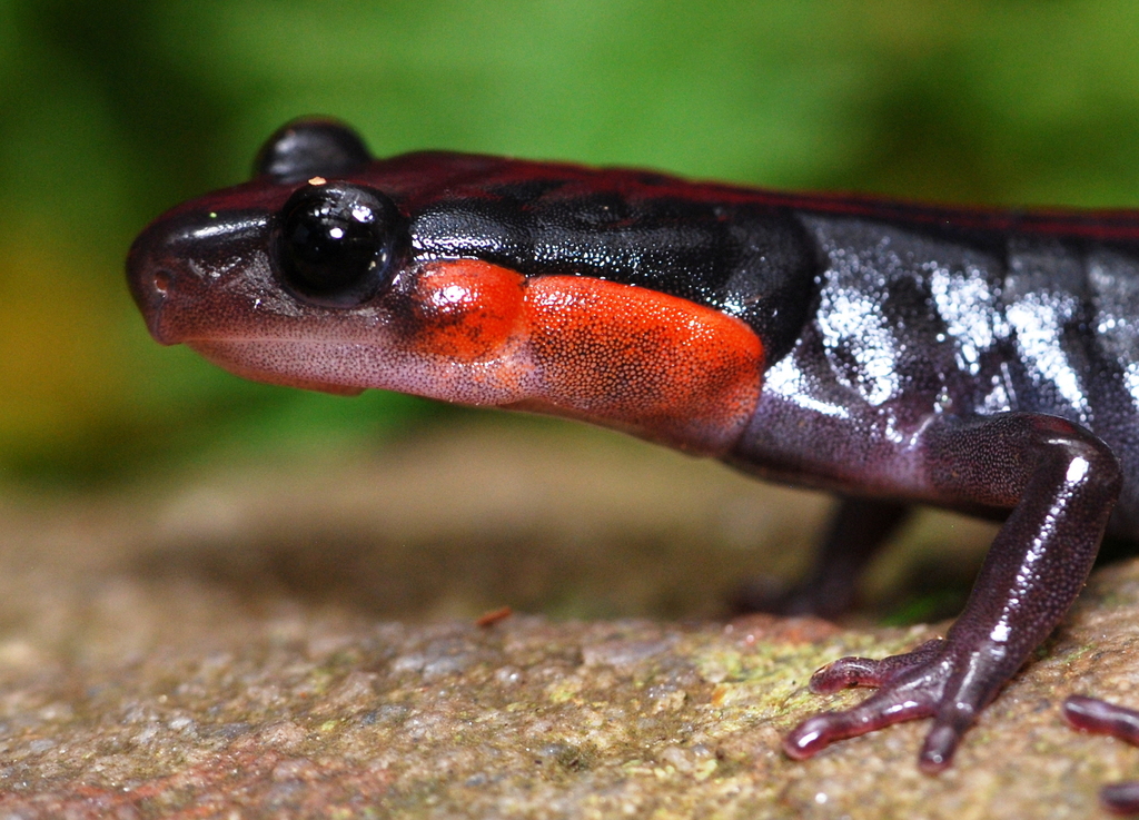 Red-cheeked Salamander in September 2017 by Josiah Townsend · iNaturalist