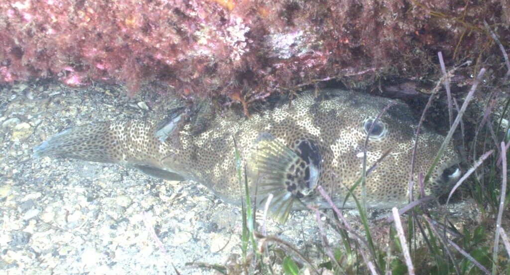 Starry Puffer (Fishes of Cabbage Tree Bay Aquatic Reserve, Sydney ...