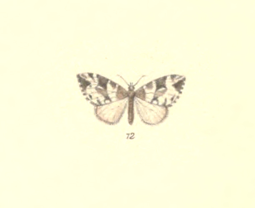 Psaliodes cydna · iNaturalist Mexico