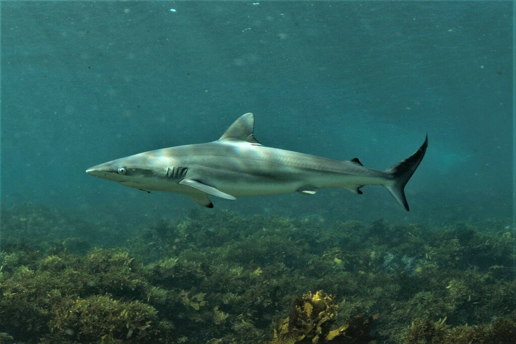 Dusky Shark (Fishes of Cabbage Tree Bay Aquatic Reserve, Sydney ...