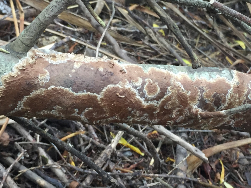 Septobasidium from 30 Bracken Street, Petone, Lower Hutt 5012, New ...