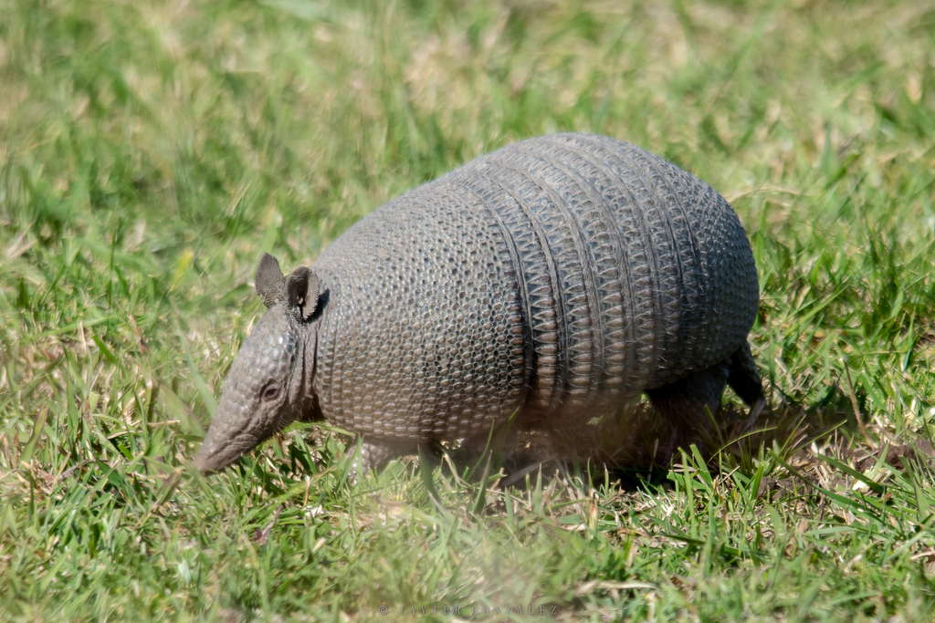 Nine-banded Armadillo in September 2022 by Javier González · iNaturalist