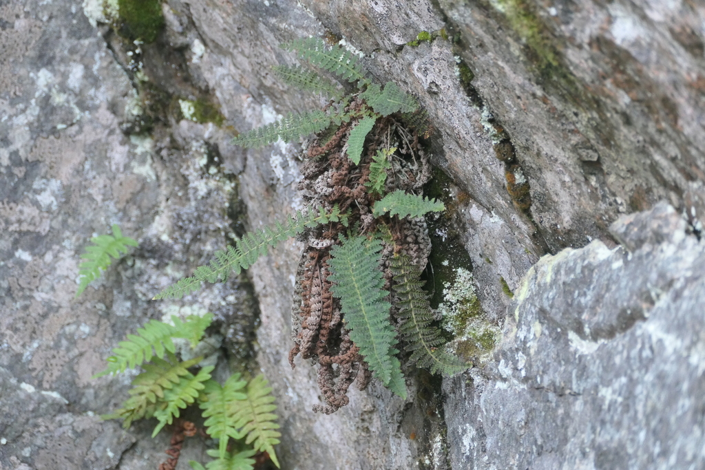 fragrant wood fern in October 2022 by wanderingeden · iNaturalist