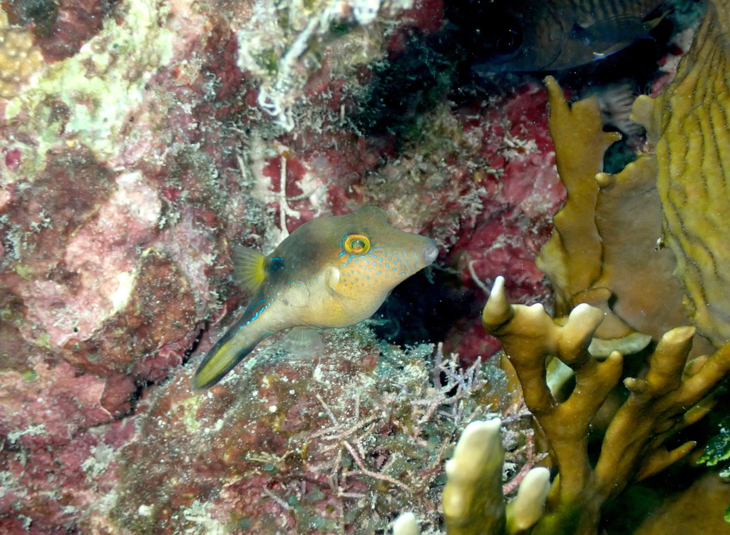 Caribbean Sharpnose Puffer from Ellen Cay, Belize on October 20, 2022 ...