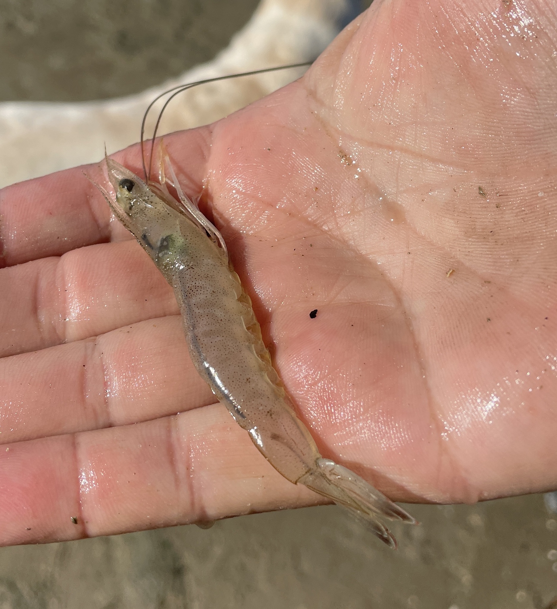 Penaeus setiferus (Linnaeus, 1767)