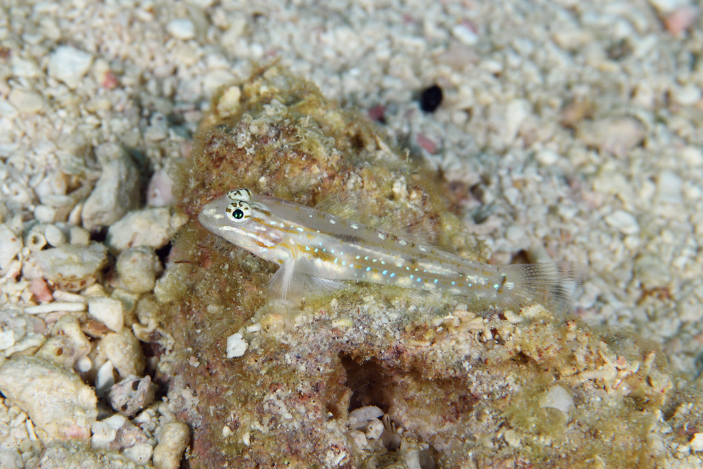 Sand-canyon Goby in October 2022 by terence zahner · iNaturalist