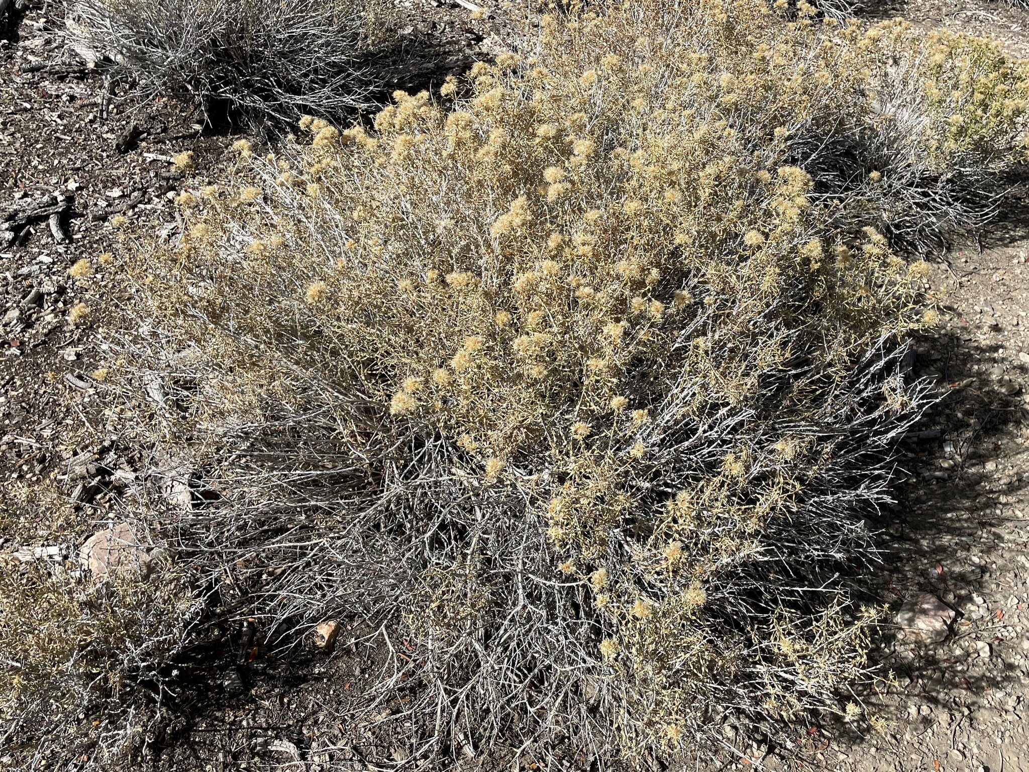 Chrysothamnus viscidiflorus subsp. viscidiflorus