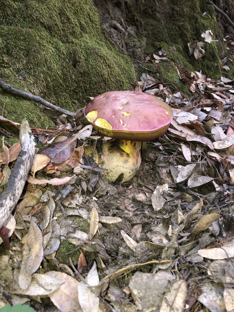 Pink-capped Oak Butter Bolete from The Forest of Nisene Marks State ...