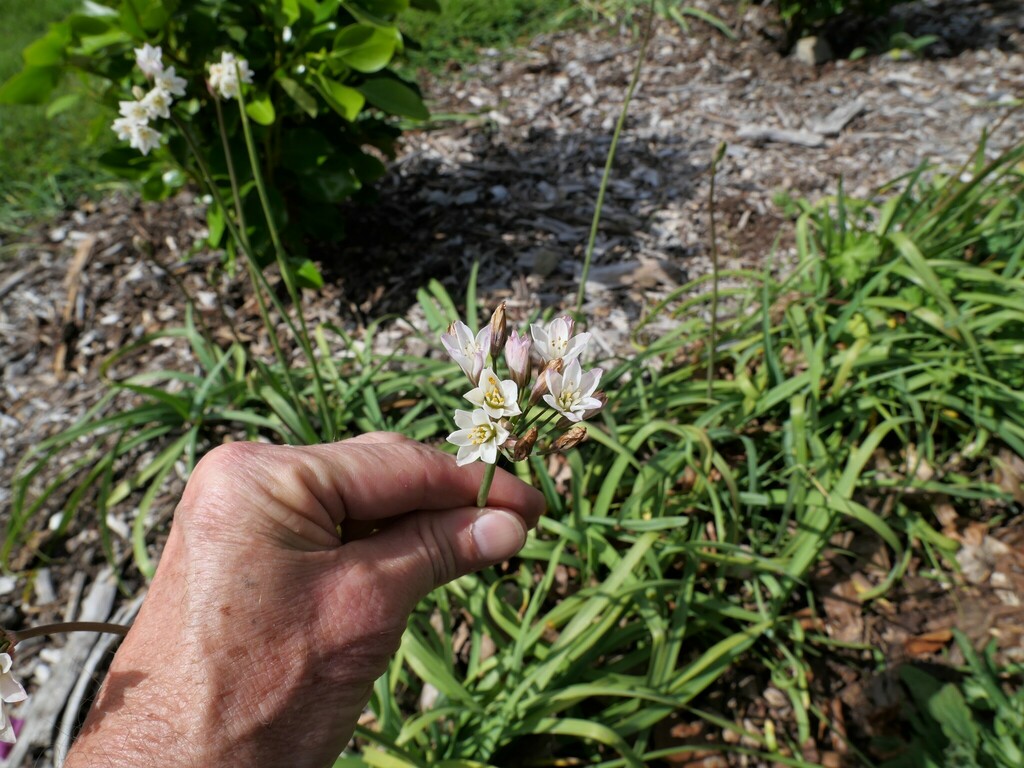 Onion Weed from Epuni, Lower Hutt, New Zealand on October 20, 2022 at ...