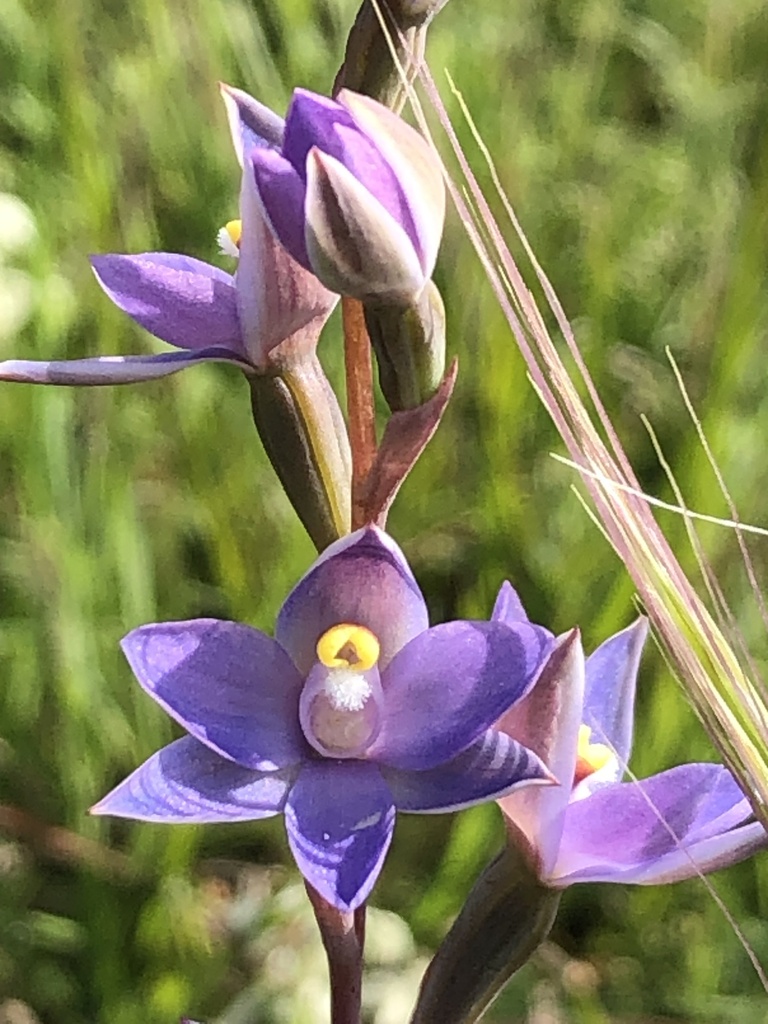 Sun Orchids from Evans Street Grassland, Sunbury, VIC, AU on October 21 ...