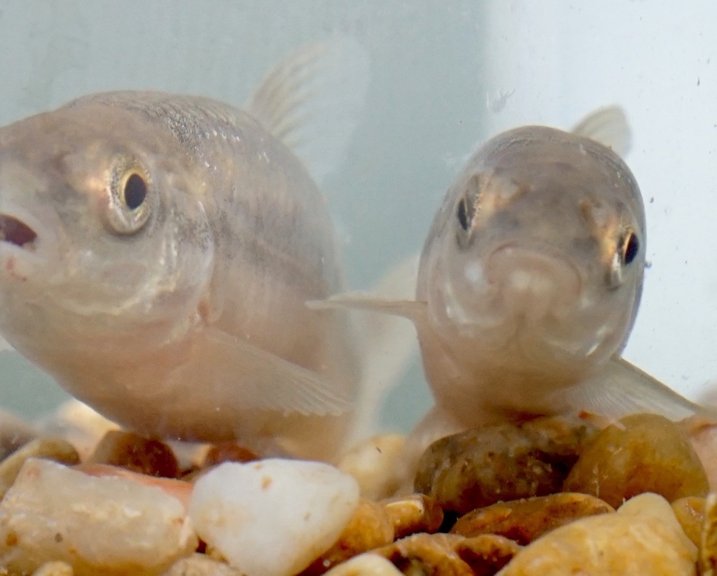 Roundnose Minnow from Lake Sumner, New Mexico, USA on August 26, 2018 ...