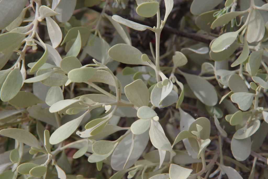 grey mistletoe from Innamincka SA 5731, Australia on July 30, 2022 at ...