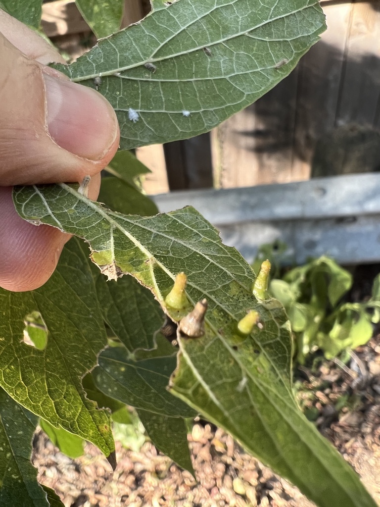Hackberry Aciculate Gall Midge from Russ Pitman Park, Bellaire, TX, US ...