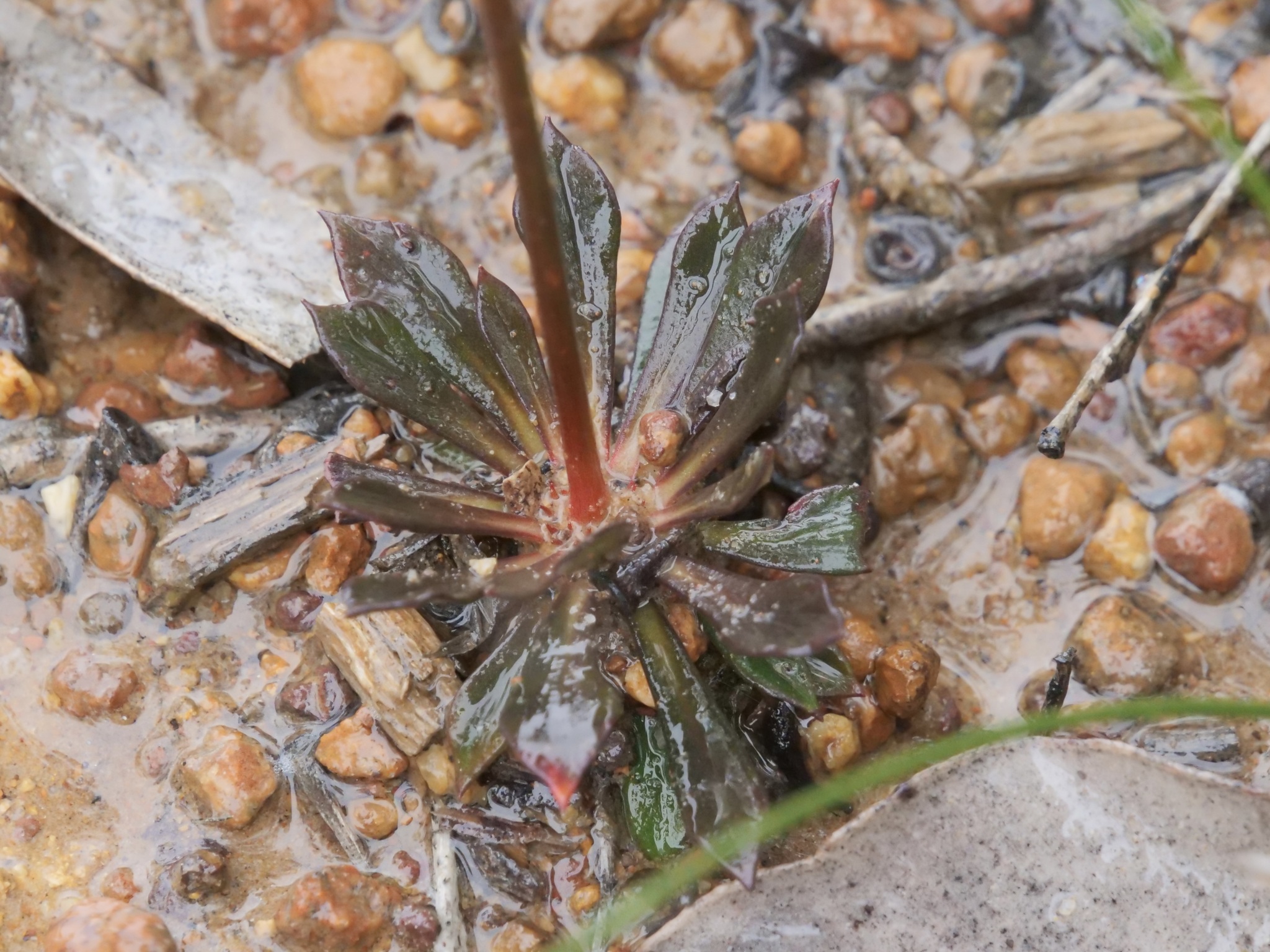 Stylidium amoenum R.Br.