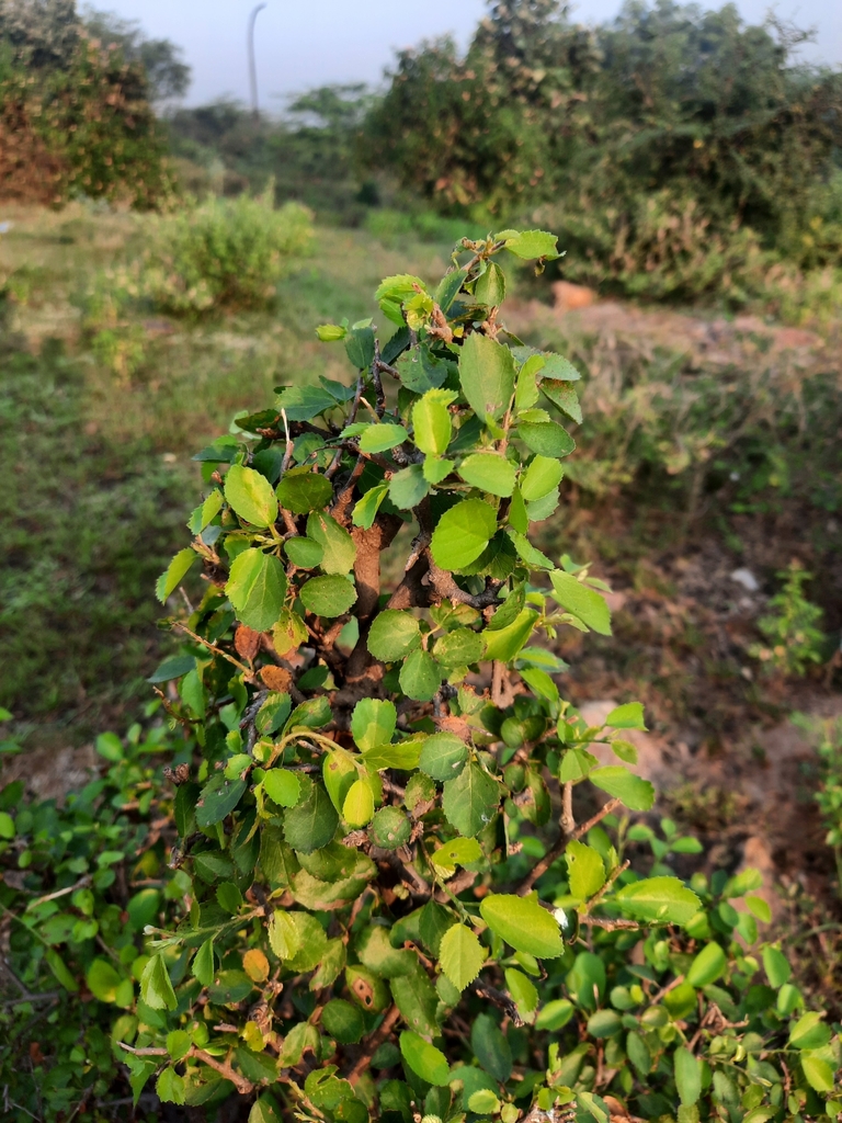 plants from Kant Enclave, Faridabad, Haryana, India on October 21, 2022 ...