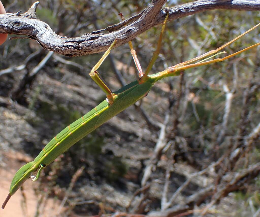 Podacanthus from Minbrie SA 5602, Australia on October 20, 2022 at 11: ...