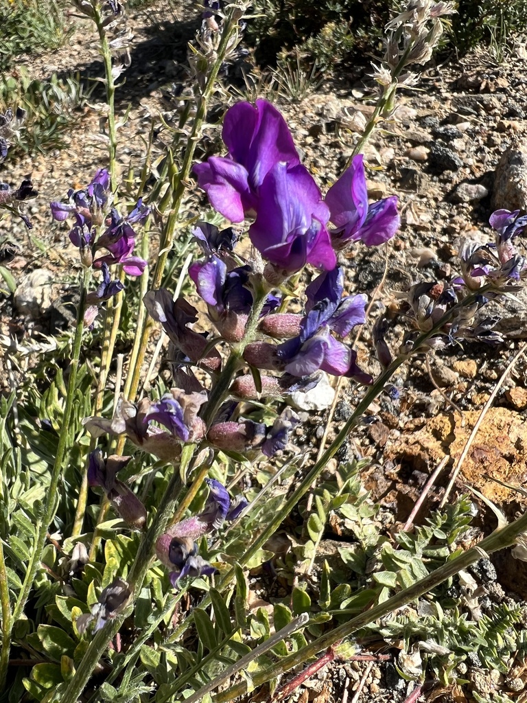 Lambert's Locoweed from M Walter Pesman, Evergreen, CO, US on September ...