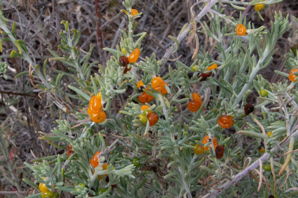 Barrier Saltbush from Innamincka SA 5731, Australia on July 30, 2022 at ...