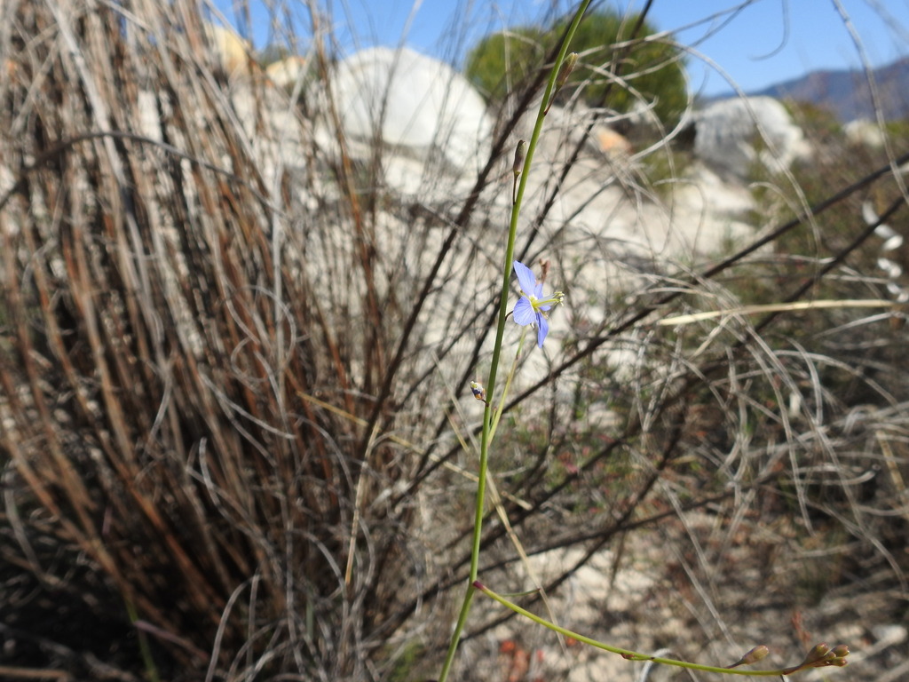 Heliophila linoides from De Doorns, 6875, South Africa on September 13 ...