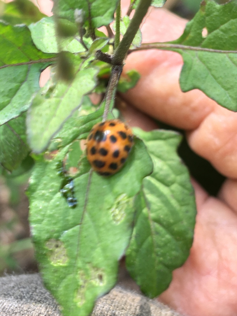 Hadda Beetle from GGCHFKM Gahnia Grove, Eskdale Reserve on October 20 ...