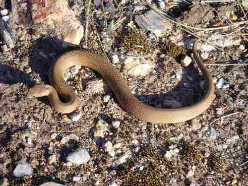 Bardick (Echiopsis curta) - Snakes and Lizards
