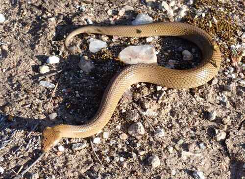 Bardick (Echiopsis curta) - Snakes and Lizards