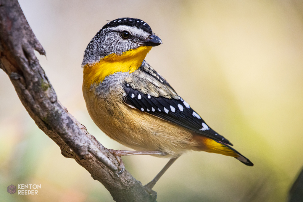 Spotted Pardalote (Anglesea flora and fauna) · iNaturalist