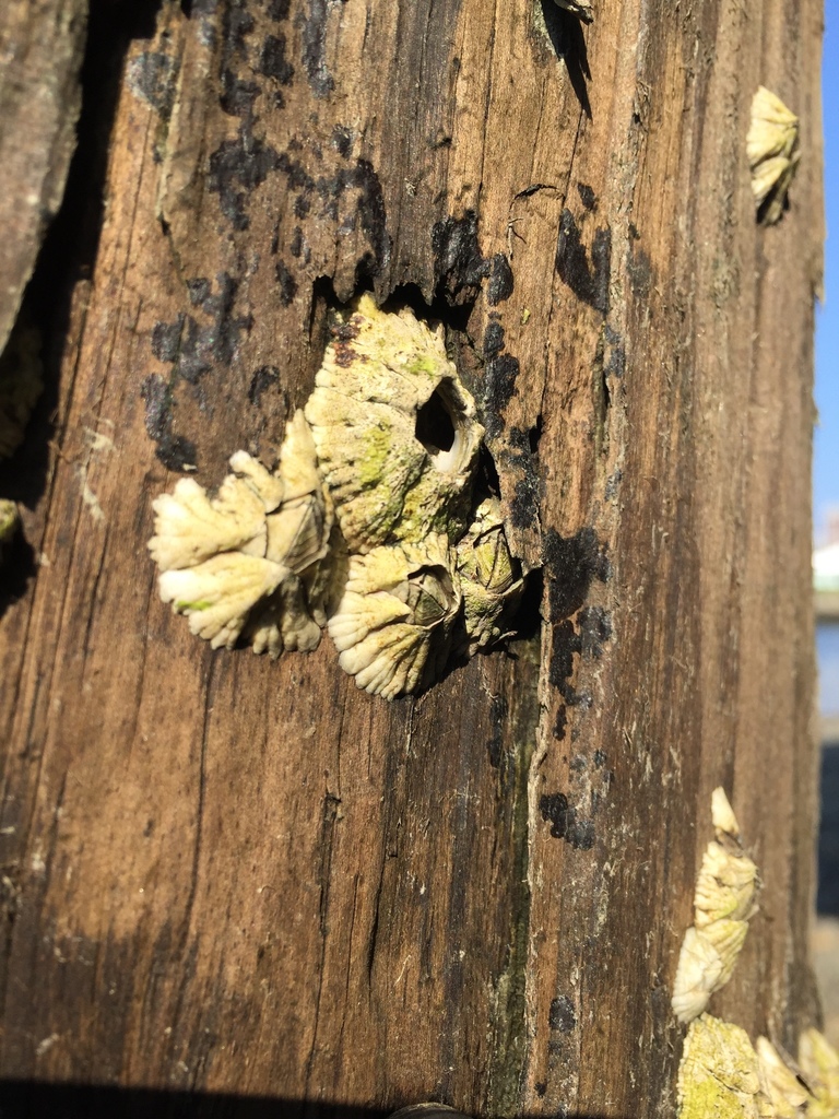 Acorn Barnacle (Multi-Agency Rocky Intertidal Network ) · iNaturalist
