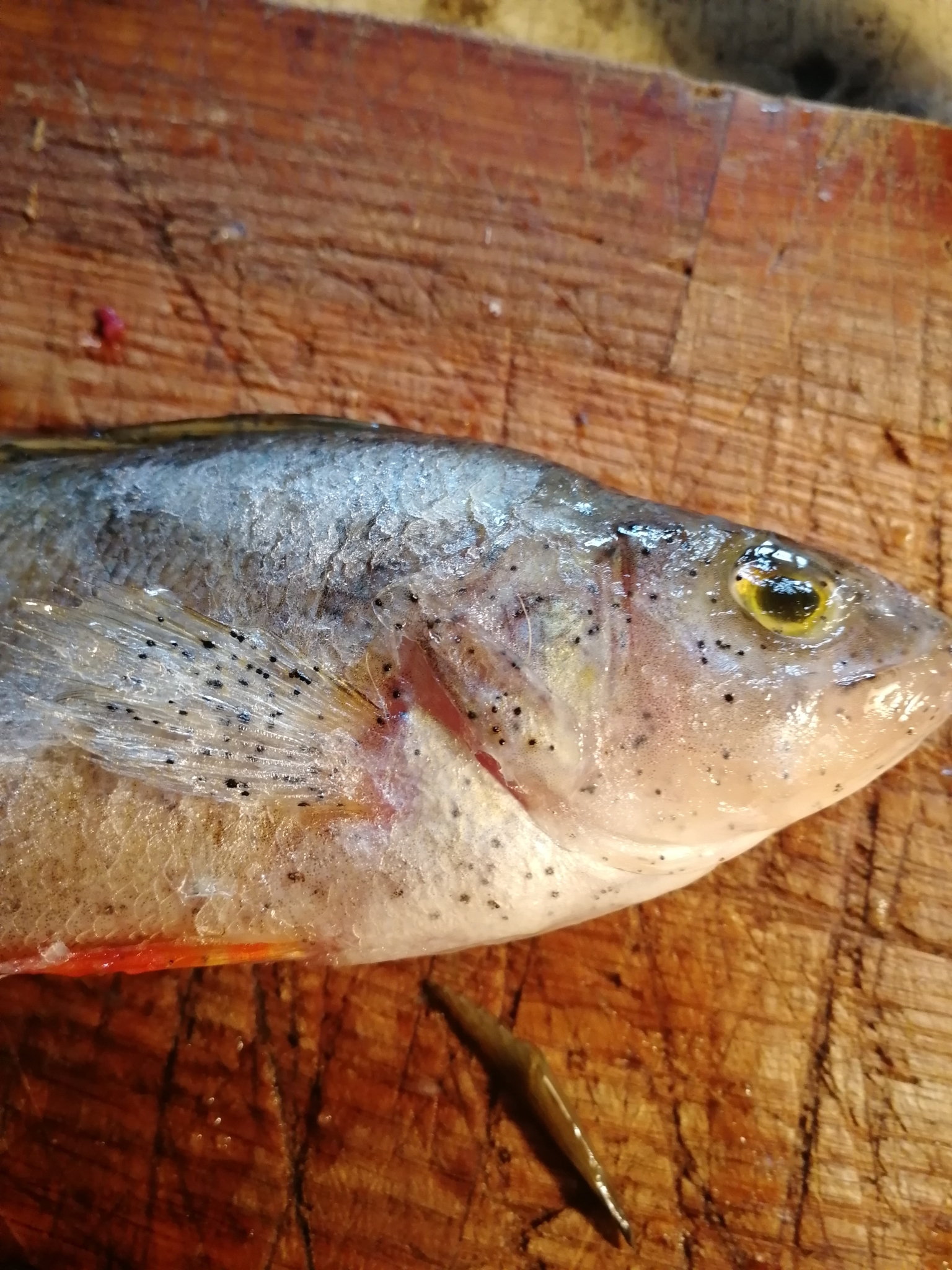 Posthodiplostomum cuticola (von Nordmann, 1832) Dubois, 1936