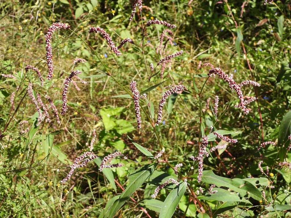 pale smartweed from Fushan Mountain, Qingdao, Shandong, CN on September ...