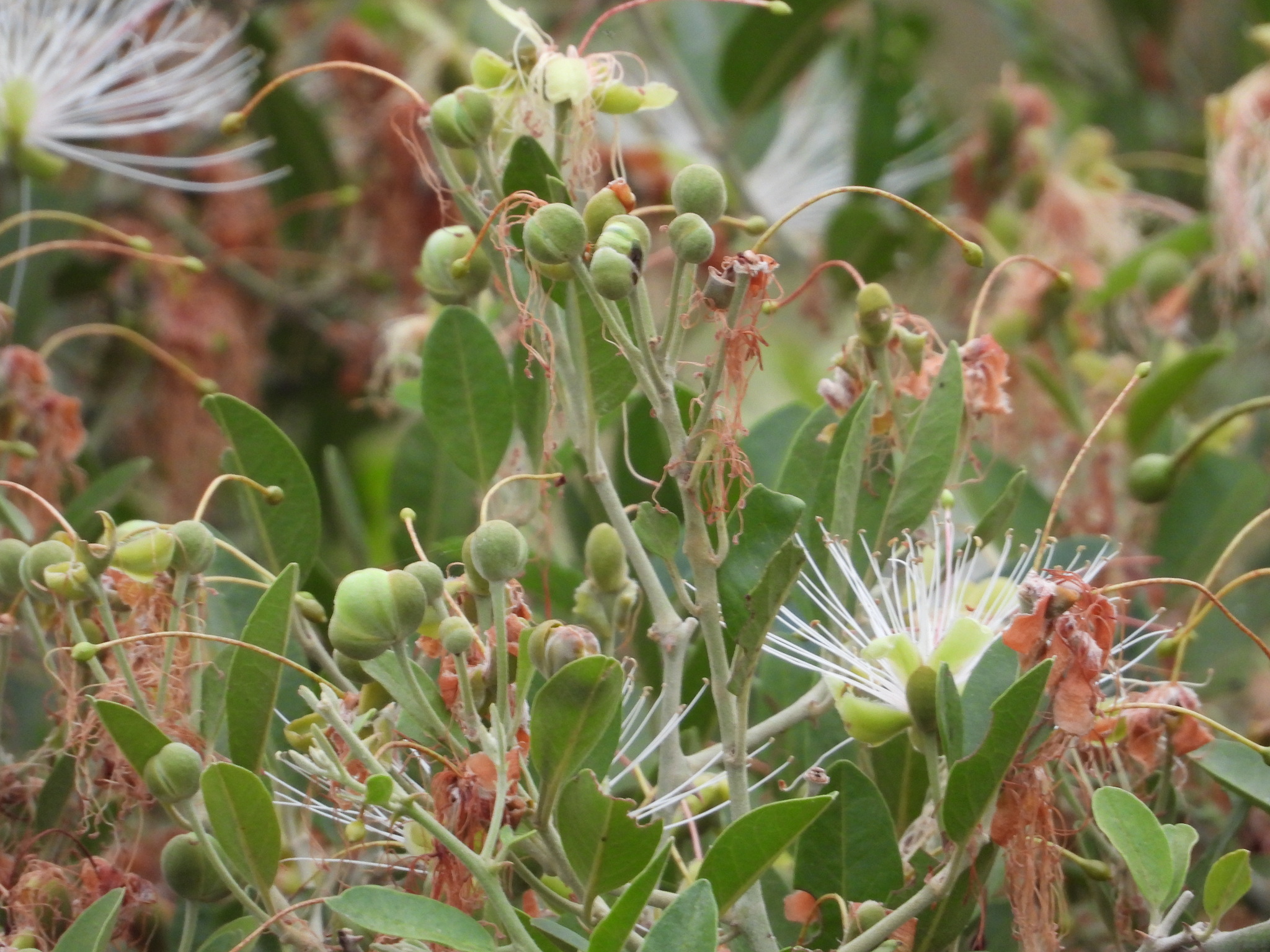 Capparis tomentosa Lam.