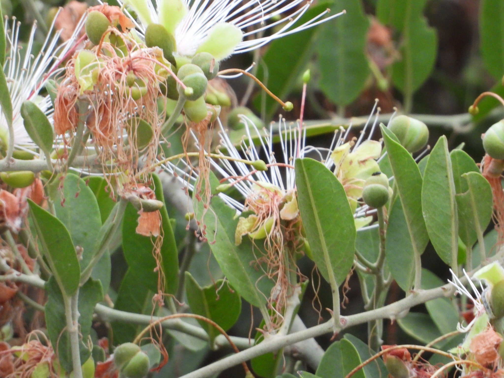 Capparis tomentosa Lam.