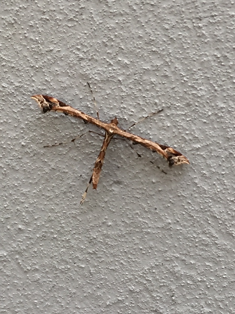 Beautiful Plume Moth from Natural History Museum, London, England, GB ...
