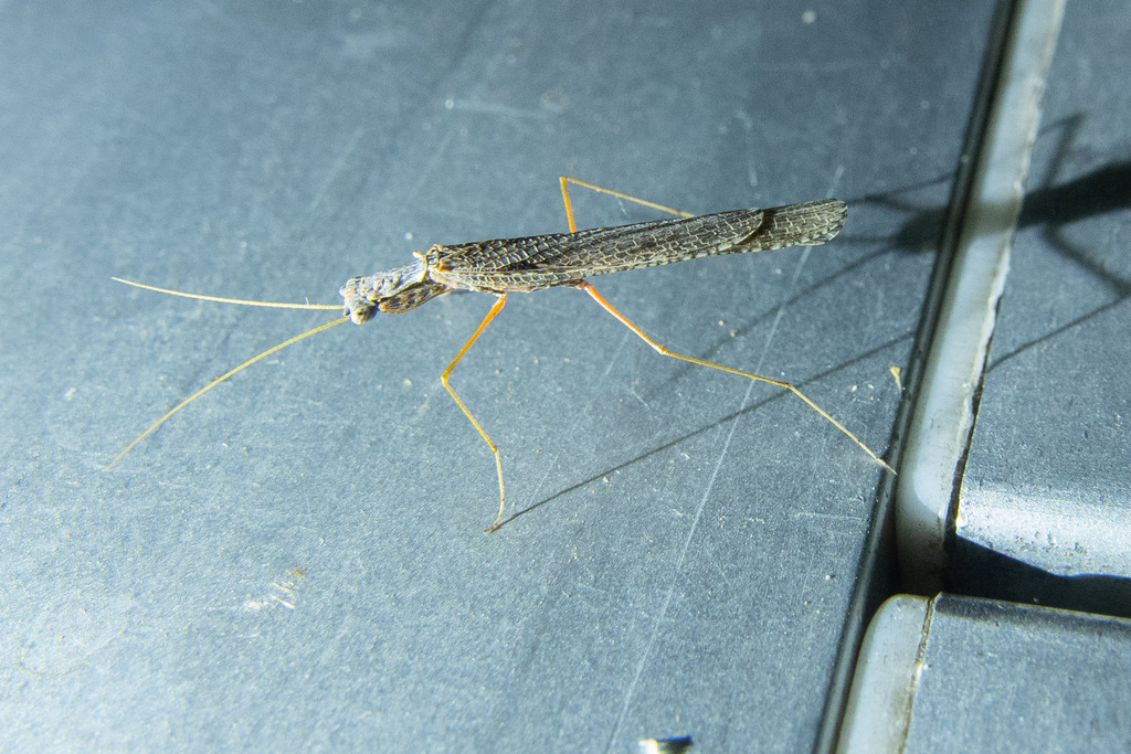 Cliomantis from Innamincka SA 5731, Australia on July 30, 2022 at 08:06 ...