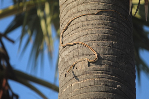 Common Bronzeback Tree Snake (Dendrelaphis tristis) - Snakes and Lizards