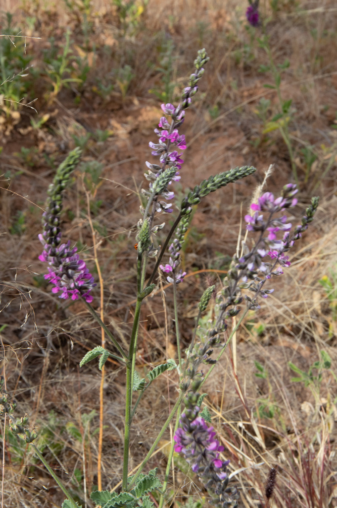 native scurf-pea from Unincorp. Far North, South Australia, Australia ...