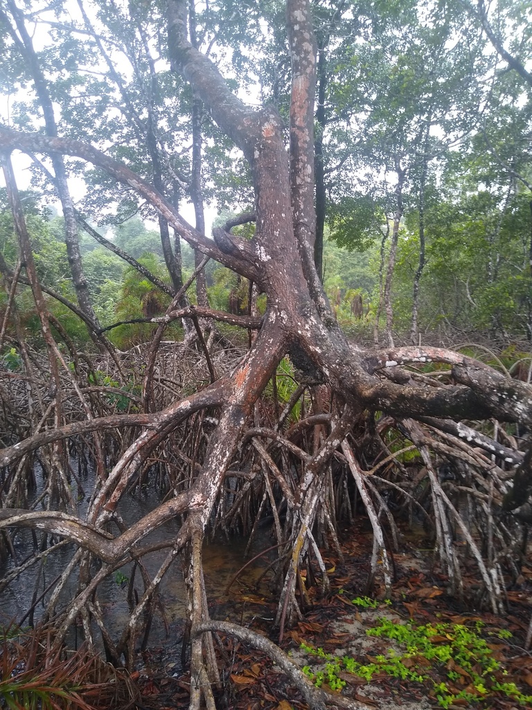 Gentleman giant Mangrove from Komo-Mondah, Gabon on October 4, 2022 at ...