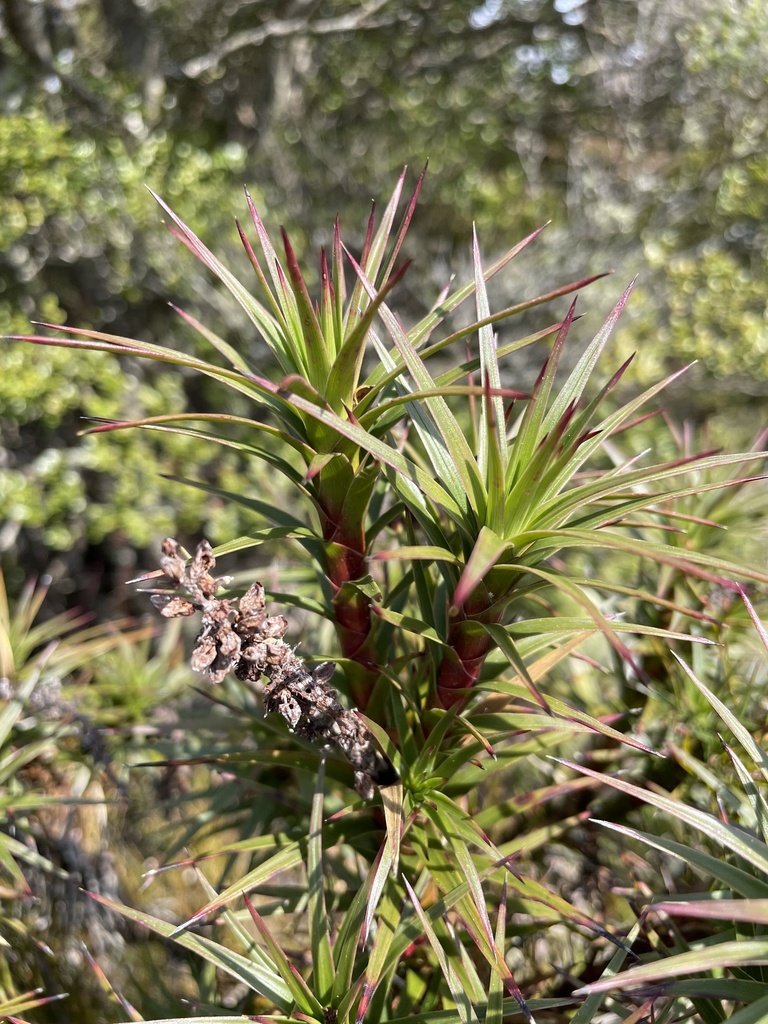 scoparia from Tasmania, Wellington Park, TAS, AU on October 21, 2022 at ...