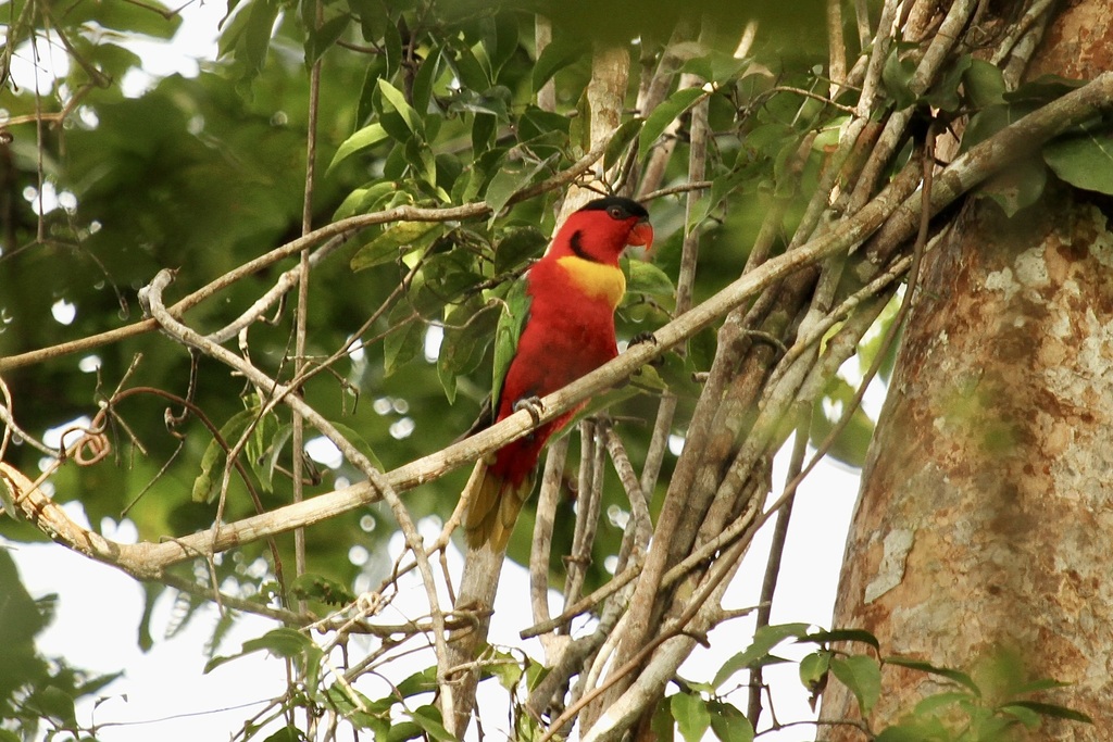 Yellow-bibbed Lory from Guadalcanal Province, Solomon Islands on April ...
